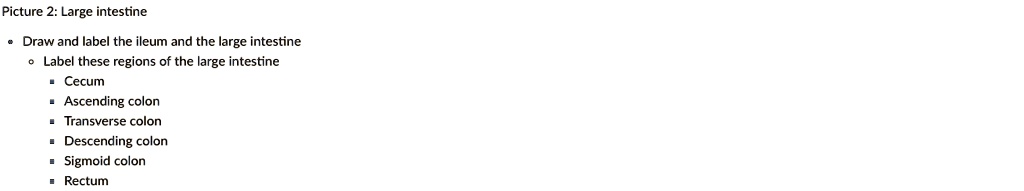 SOLVED: Picture 2: Large intestine Draw and label the ileum and the ...