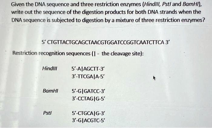 SOLVED: Given the DNA seguence and three restriction enzymesHindll,Pst/and BamHI write out the ...
