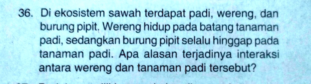 SOLVED: tolong di jawab y kak,, terimaksih 36 Di ekosistem sawah ... SOLVED: tolong di jawab y kak,, terimaksih 36 Di ekosistem sawah ...