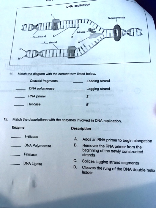 Text: DNA Replication Tocolomer4xe IDI Vano Primase and Match the ...