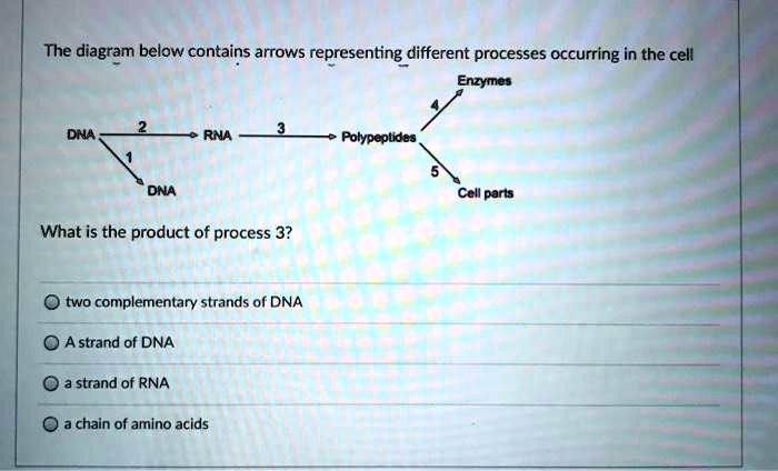 SOLVED: The diagram below contains arrows representing different ...