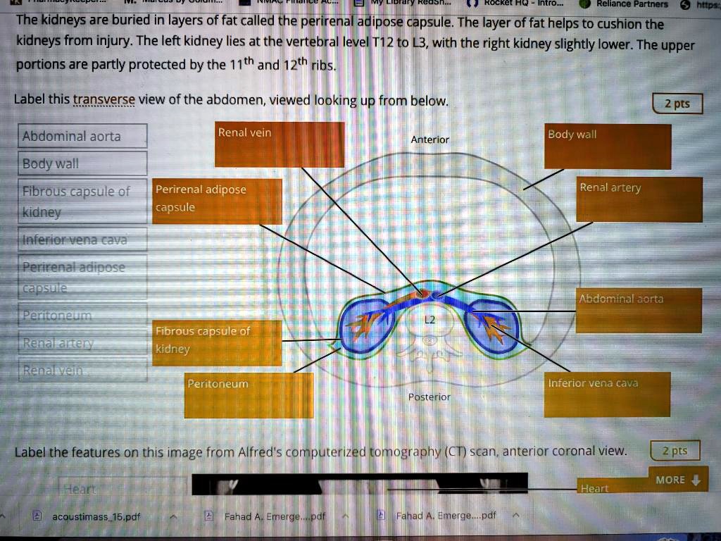 The kidneys are buried in layers of fat called the perirenal adipose ...