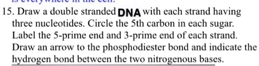 SOLVED: Draw double-stranded DNA with each strand having three ...