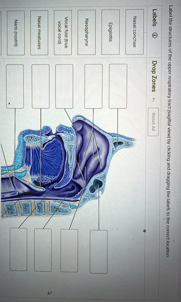 Label the structures of the upper respiratory tract...