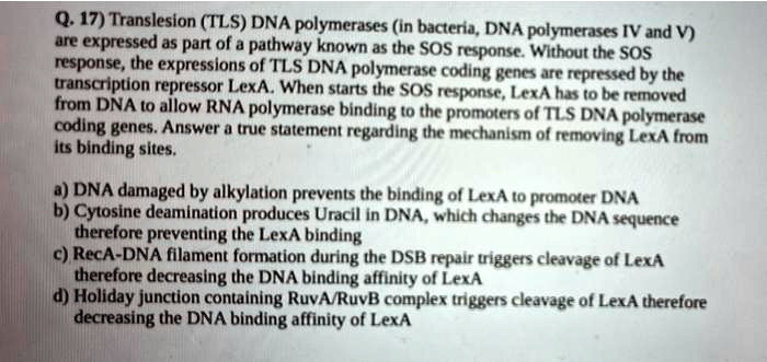 SOLVED: 17) Translesion (TLS) DNA polymerases (In bacteria; DNA ...