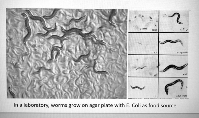 SOLVED: On and Jc In a laboratory, worms grow on agar plates with E ...