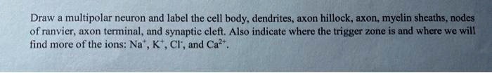 Draw a multipolar neuron and label the cell body, dendrites, axon ...