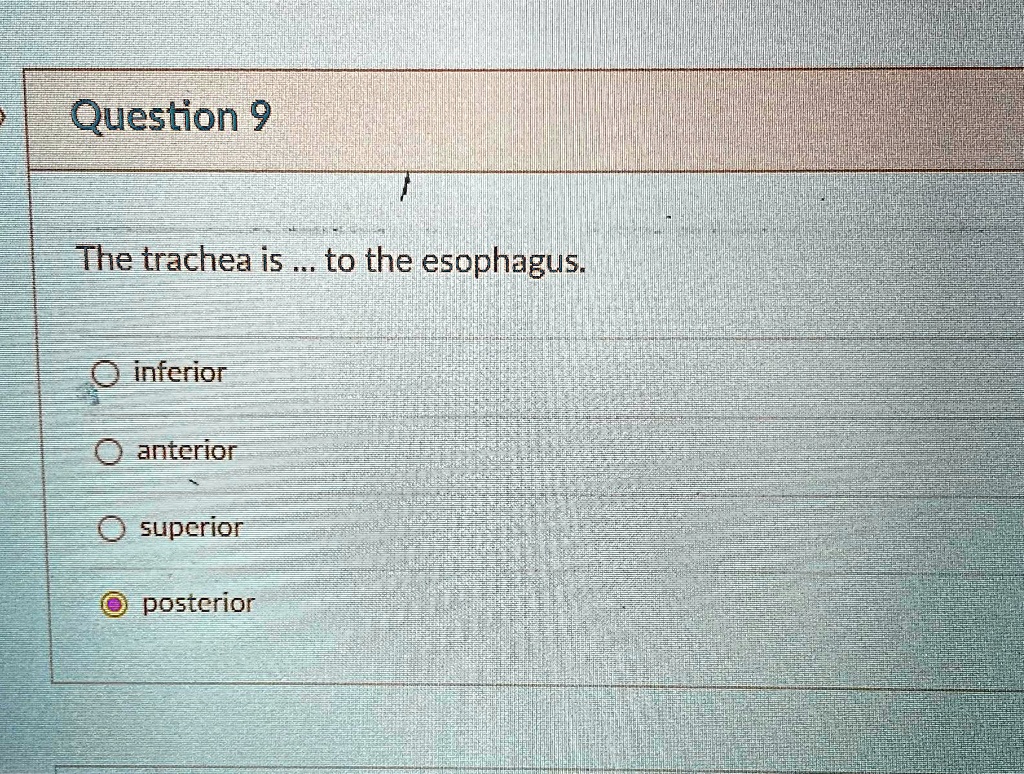 Question 9 The trachea is ... to the esophagus. inferior anterior ...