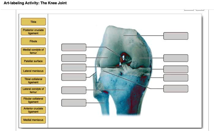 Art-labeling Activity: The Knee Joint Tibia Posterior...