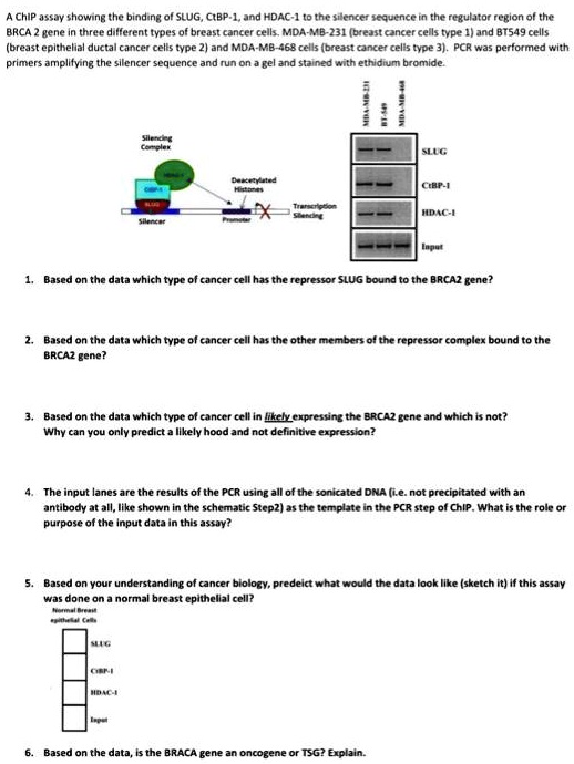 SOLVED: Texts: Answer questions 1, 2, 3 only A ChIP assay showing the ...