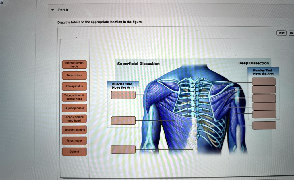 part a drag the labels to the appropriate location in the figure ...