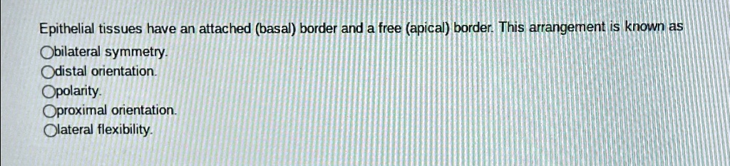 epithelial tissues have an attached basal border and a free apical ...