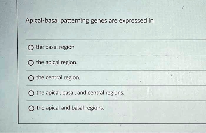 SOLVED: Apical-basal patterning genes are expressed in the basal region ...