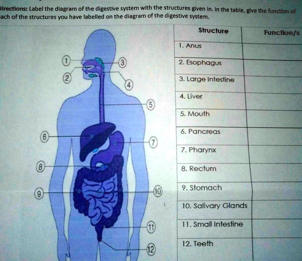 Help guys! Directions: Label the diagram of the digestive system with the structures given in ...