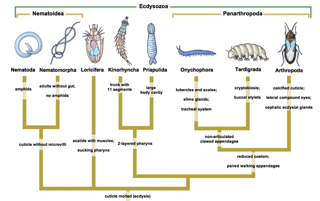 SOLVED: Ecdysozoa Nematoda Nematomorpha Loricifera Kinorhyncha ...