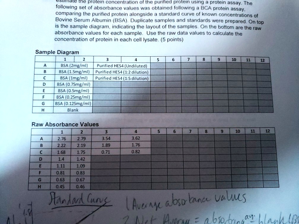 SOLVED: Title: Protein Concentration Calculation Using BCA Protein ...