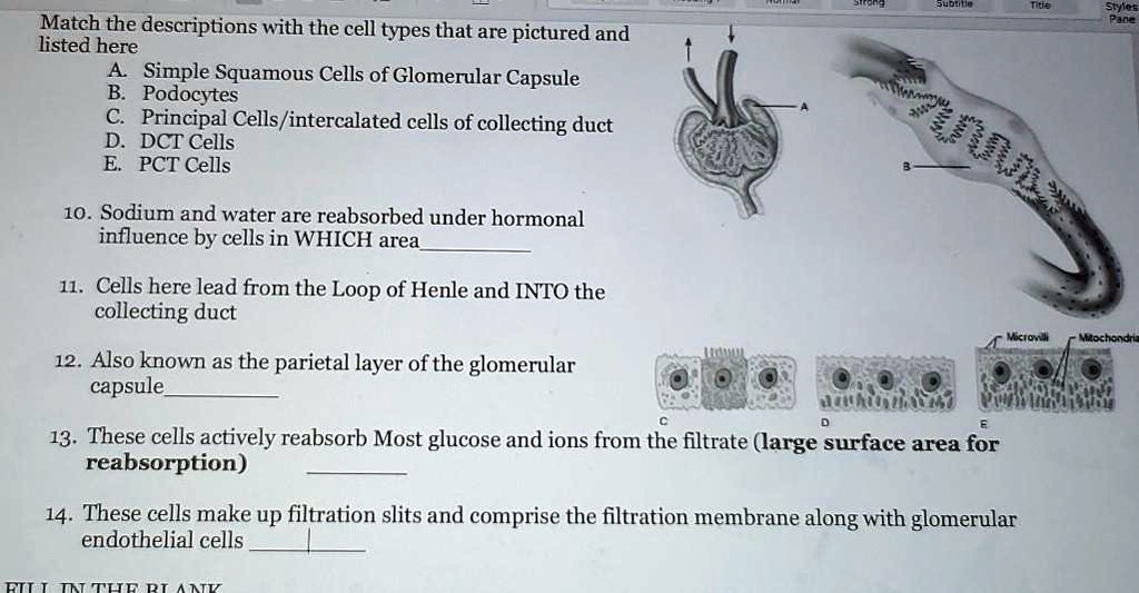 Match the descriptions with the cell types that are pictured and listed ...