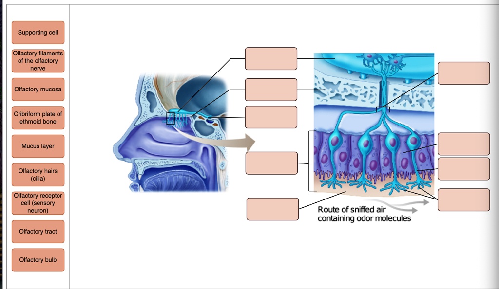 Supporting cell Olfactory filaments of the olfactory nerve Olfactory ...