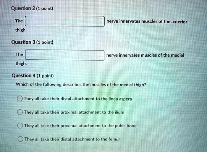 SOLVED: The nerve innervates muscles of the anterior thigh. Question 3 ... SOLVED: The nerve innervates muscles of the anterior thigh. Question 3 ...
