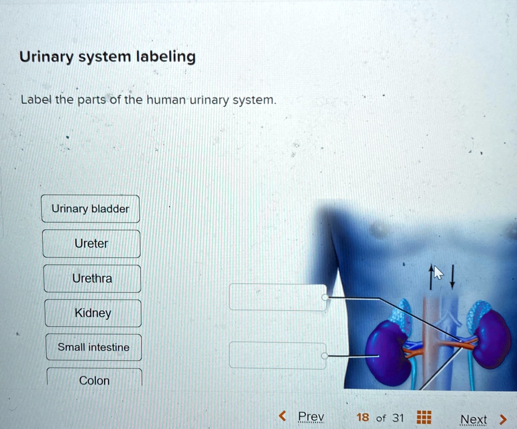 Urinary system labeling Label the parts of the human urinary system ...