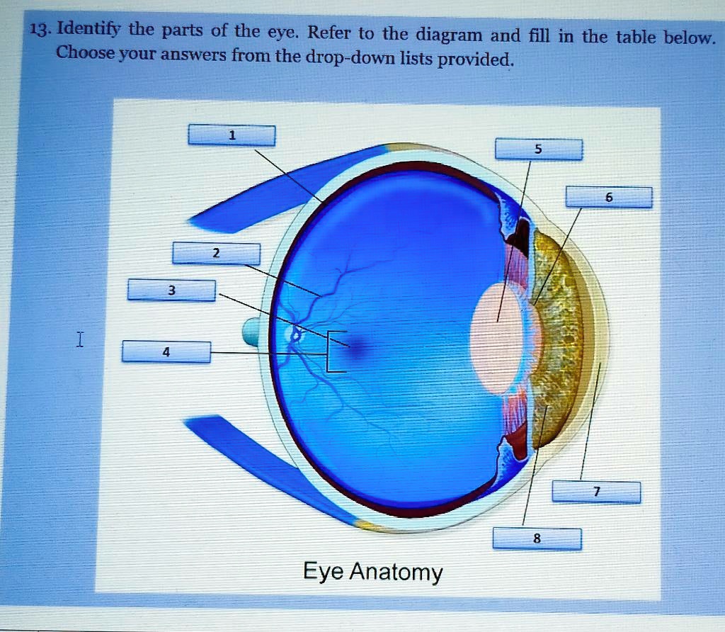 13identify the parts of the eyerefer to the diagram and fill in the ...