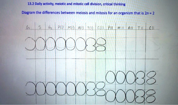 SOLVED: 13.2 Daily activity; meiotic and mitotic cell division ...