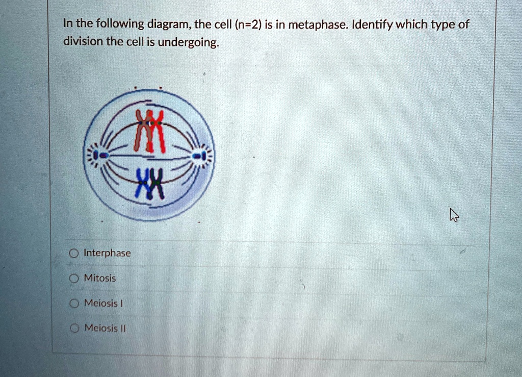 in the following diagram the cell n2 is in metaphase identify which ...