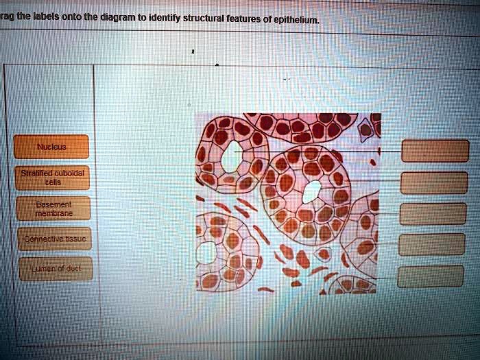 ing the labels onto tne diagram to identify structural features of ...