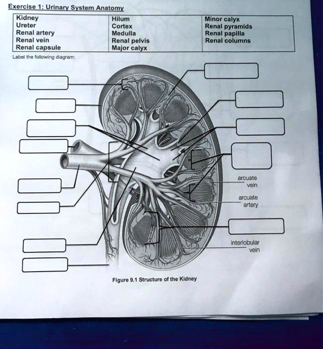 SOLVED: Exercise 1: Urinary System Anatomy Label the following diagram: Kidney Hilum Ureter ...