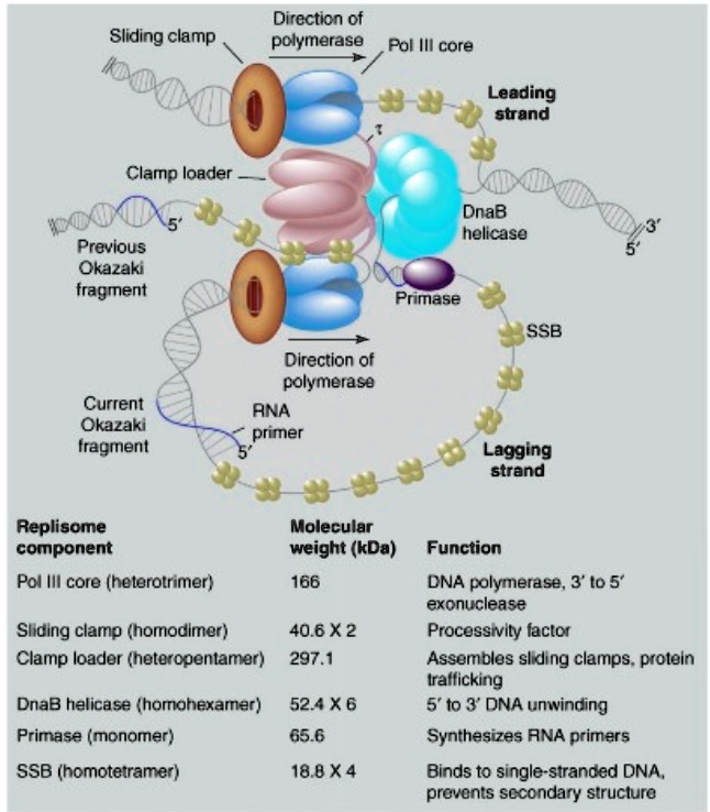 SOLVED: Direction of polyinerase Sliding clamp Pol III core Leading ...