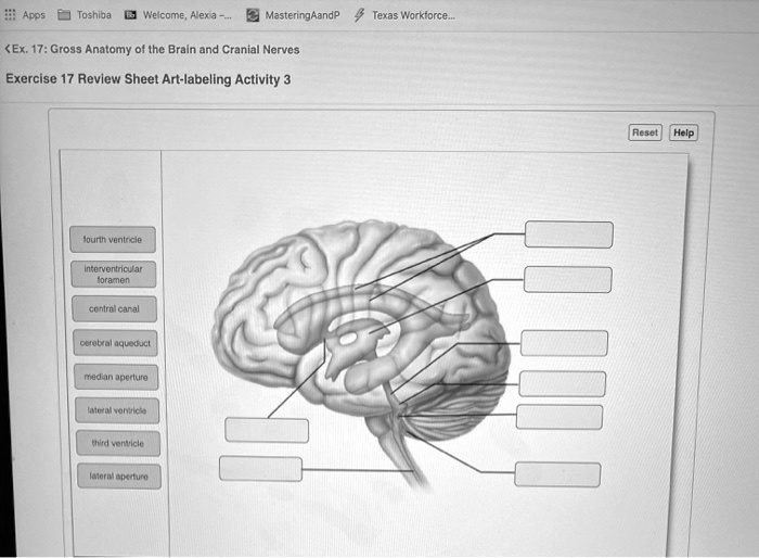 Apps Toshiba Welcome, Alexia -... MasteringAandP Texas Workforce...
