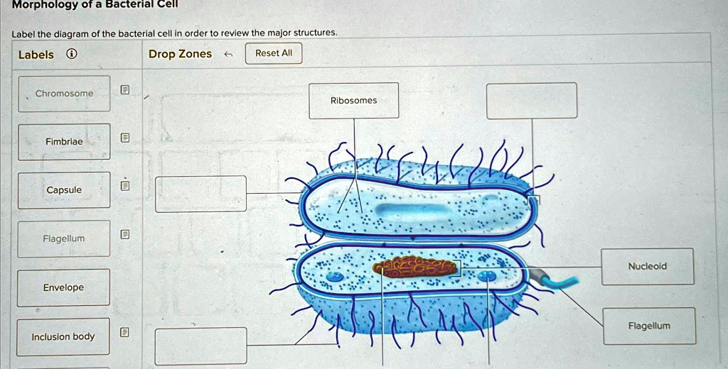 Morphology of a Bacterial Cell Label the diagram of the bacterial cell ...