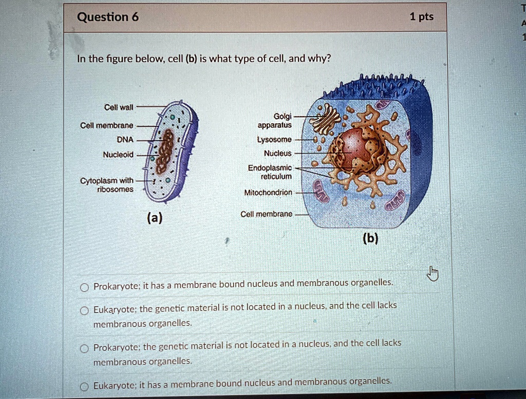 Question 6 1 pts In the figure below, cell (b) is what type of cell ...