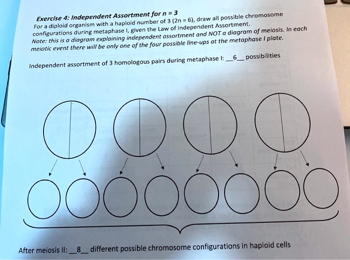 SOLVED: Independent Assortment for n =3 Exercise 4: 6) , draw all ...
