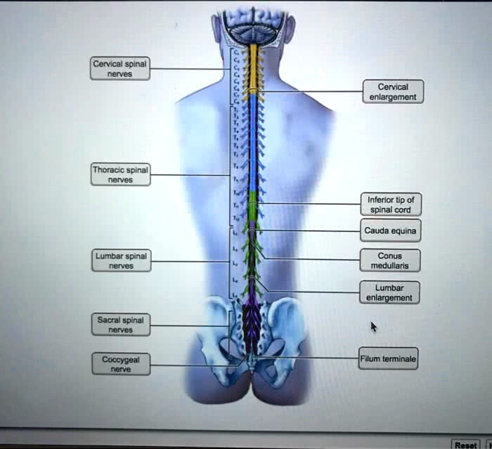 SOLVED: Drag the labels of Spinal nerves and regions of the spinal cord ...