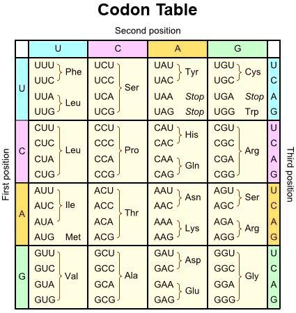[GET ANSWER] First position Codon Table Second position U C A G UUU UCU ...