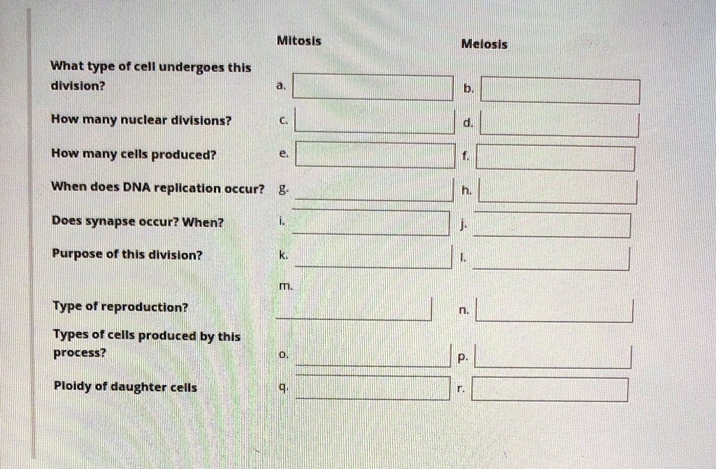 Mitosis Meiosis What type of cell undergoes this division? a. b. How many nuclear divisions? c ...