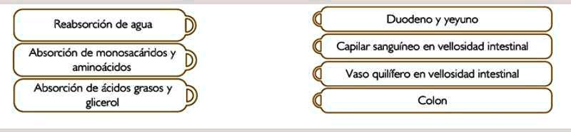 SOLVED: unir por favor ayúdenme Reabsorcion de agua Duodeno Y Yeyuno ...