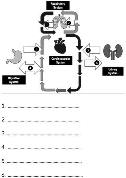 SOLVED: Respiratory System Cardiovascular System Urinary System ...