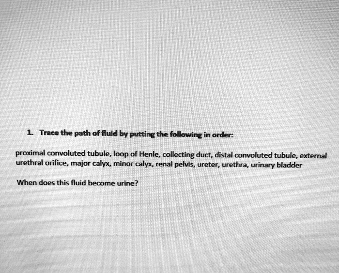Solved Trace The Path Of Fluid By Putting The Following In Order Proximal Convoluted Tubule