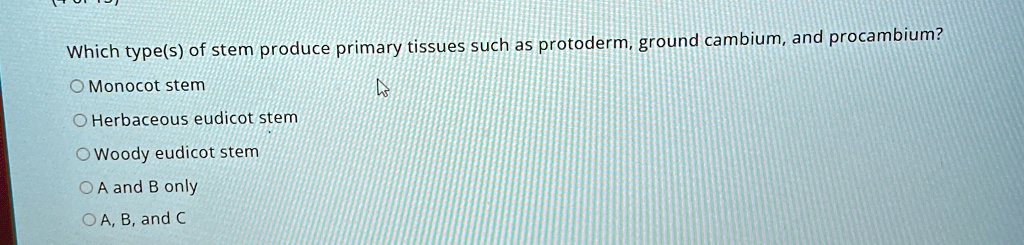 which types of stem produce primary tissues such as protoderm ground ...