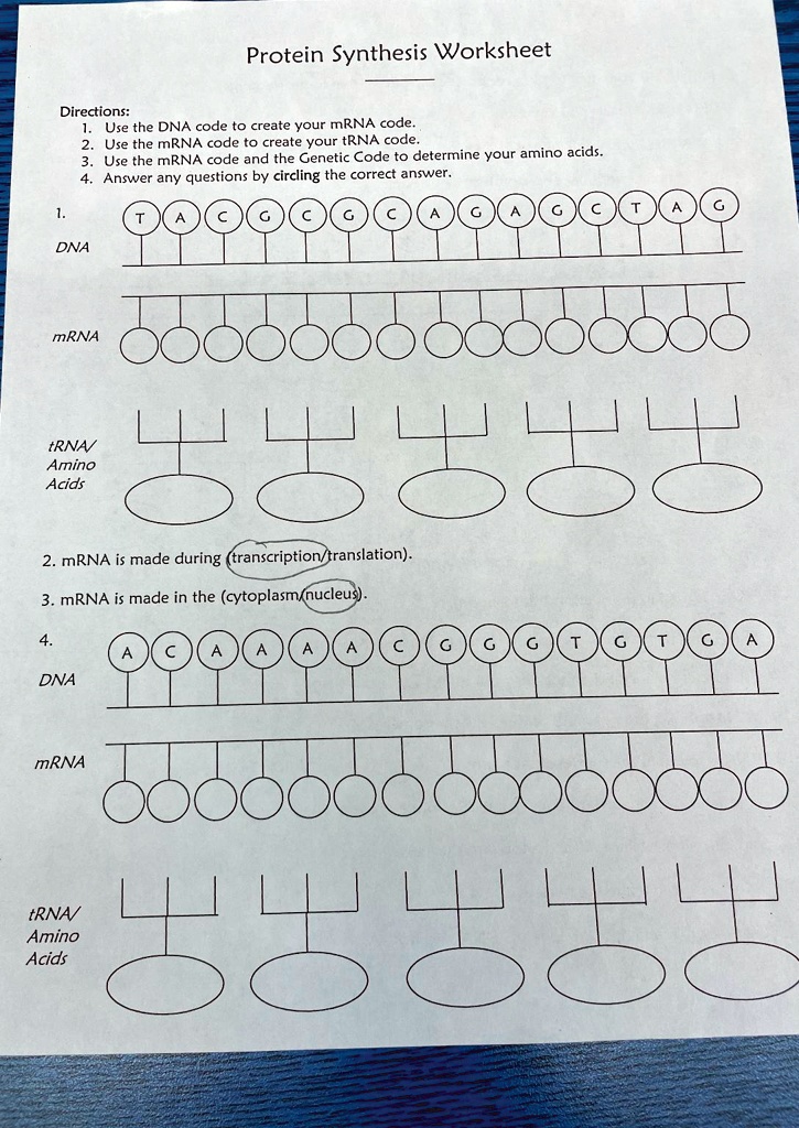 Get Answer Directions Protein Synthesis Worksheet 1 Use The Dna Code To Create Your Mrna 