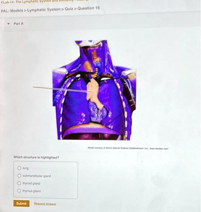 SOLVED: Texts: Lymphatic System > Quiz > Question 16 Part A Which ... SOLVED: Texts: Lymphatic System > Quiz > Question 16 Part A Which ...