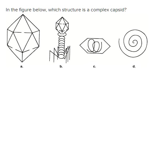 SOLVED: In the figure below, which structure is complex capsid?