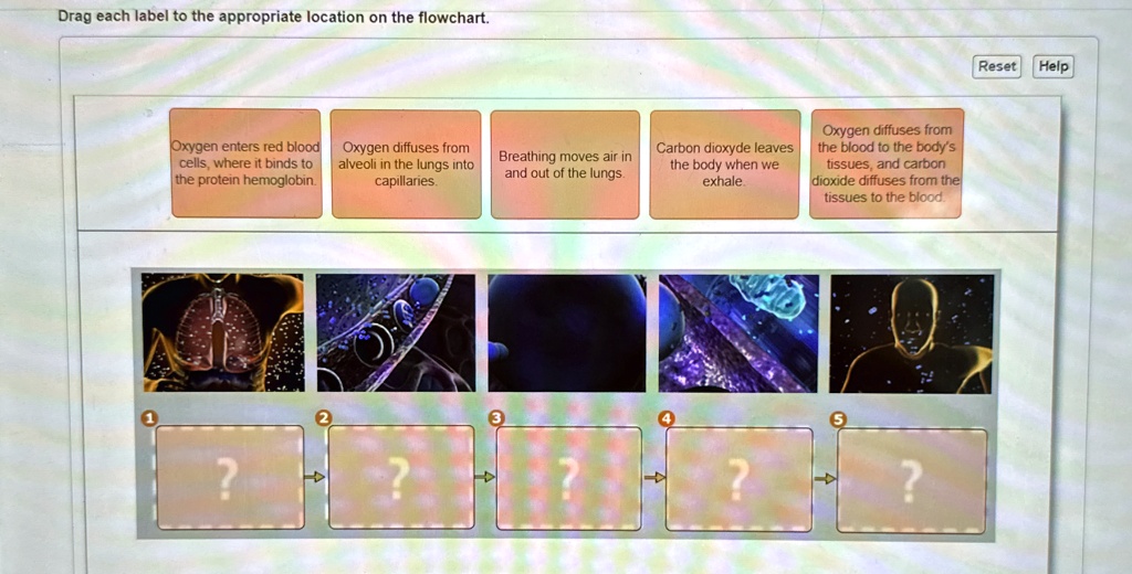 Drag each label to the appropriate location on the flowchart. Oxygen enters red blood cells ...