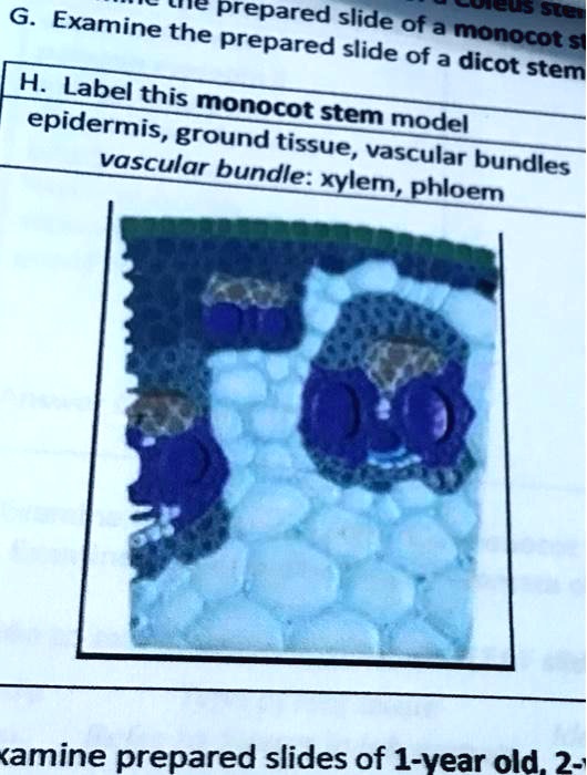 G. Examine the prepared slide of a dicot stem prepared slide of a ...
