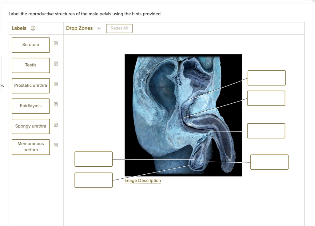 label the reproductive structures of the male pelvis using the hints ...