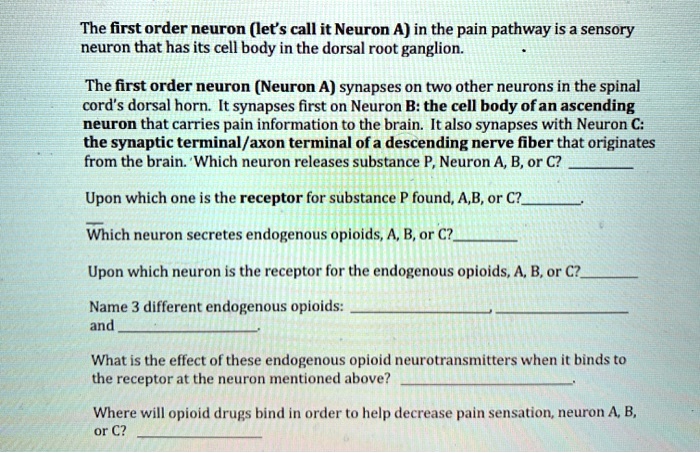 the first order neuron let call it neuron a in the pain pathway is a ...