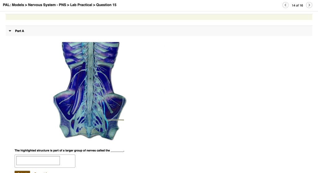 PAL: Models > Nervous System - PNS > Lab Practical >...