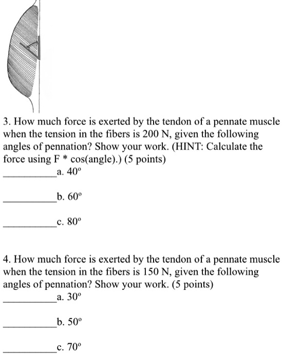 3 how much force is exerted by the tendon of a pennate muscle when the ...